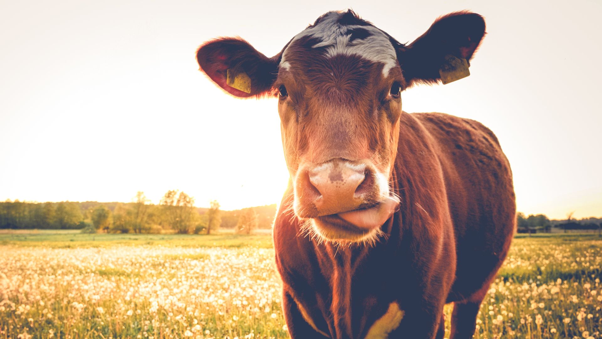 Home - NHU Animal Nutrition